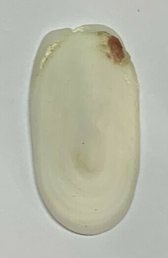 Hoof-shield limpet in October 2012 by vrebizant · iNaturalist