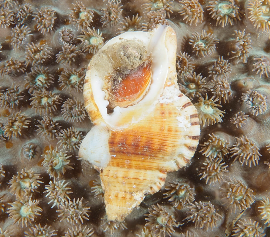 Ranella australasia from Marmion, AU-WA-ST, AU-WA, AU on April 5, 2024 ...