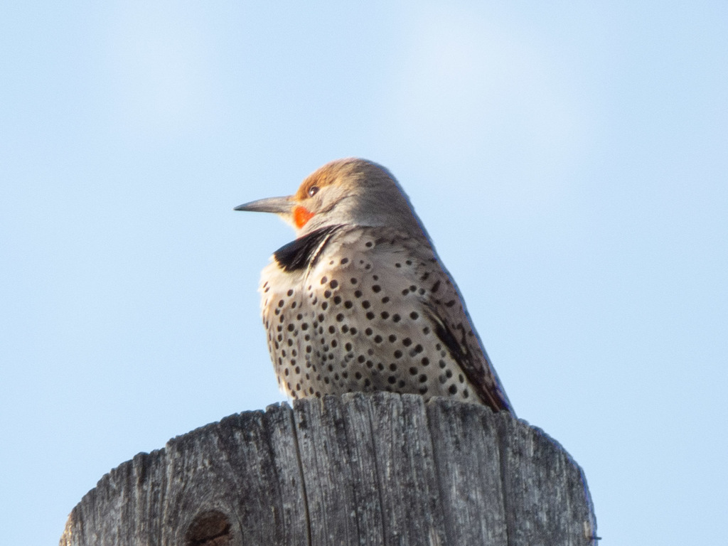 Northern Red-shafted Flicker from Highway 97, Kelowna, BC, Canada on ...