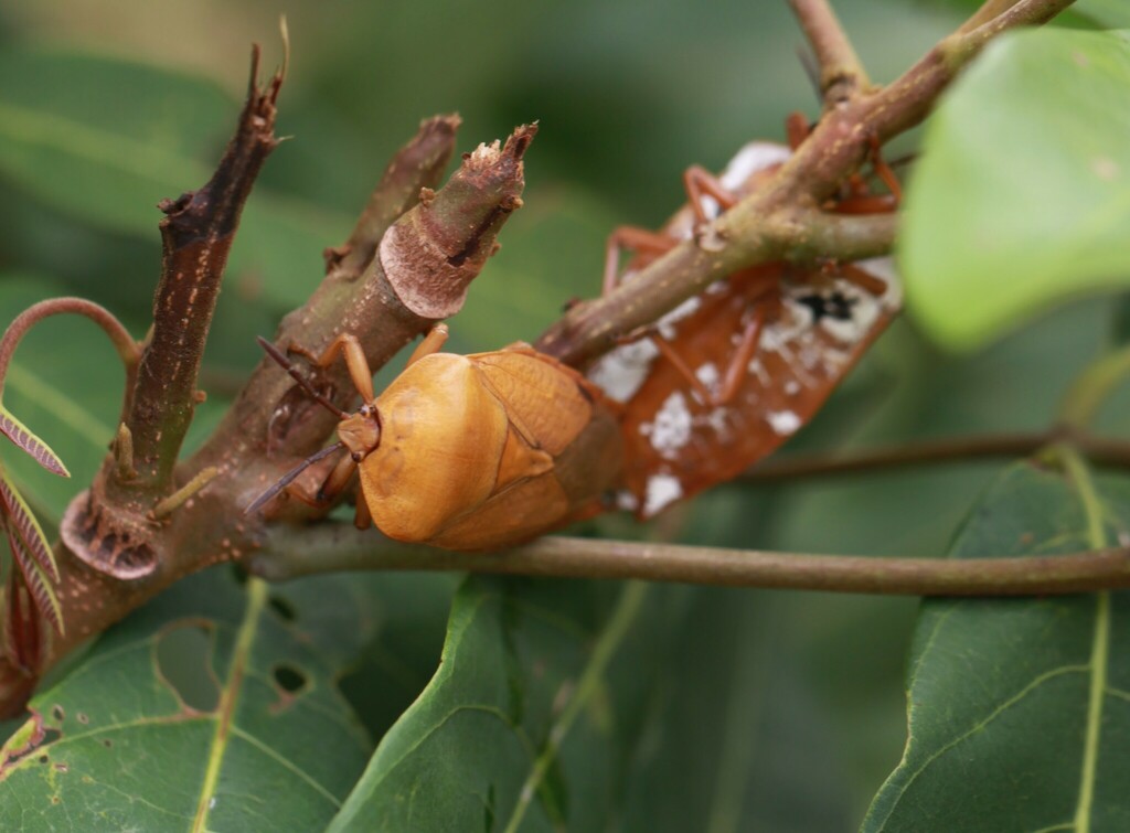 Lychee Stink Bug from Khe Sâu, Trân Châu, Cát Hải, Hải Phòng, Vietnam ...