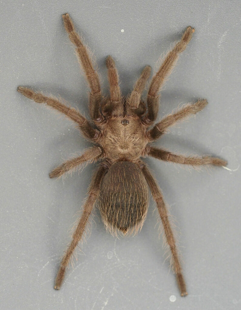 Texas Brown Tarantula from Edwards County, TX, USA on April 13, 2024 at ...