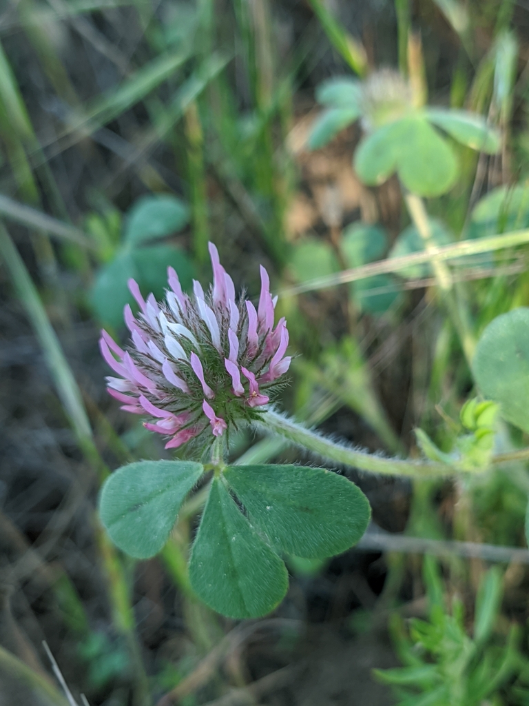 Rose Clover from Lake Elsinore, CA 92530, USA on April 21, 2024 at 10: ...