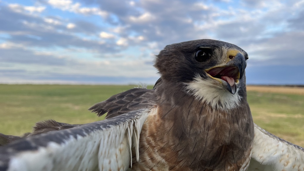 Swainson's Hawk from Alice, TX, US on April 21, 2024 at 07:26 PM by ...