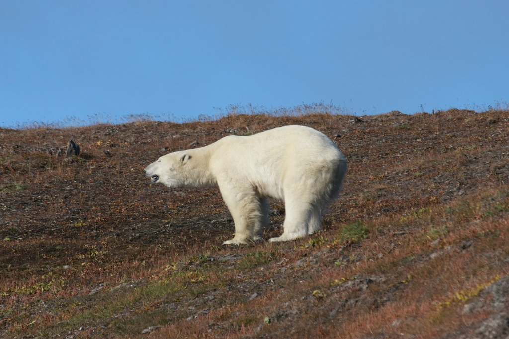 Polar Bear in September 2009 by должанский · iNaturalist