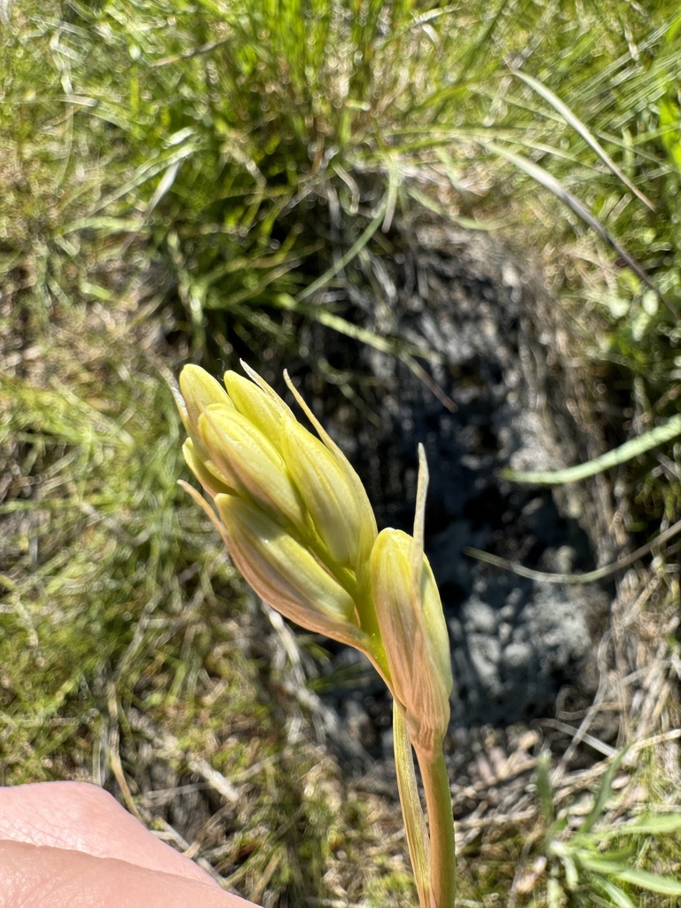 small camas from Lincoln Park, Spokane, WA, US on April 19, 2024 at 03: ...