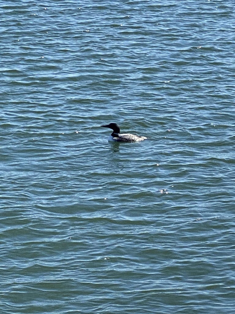 Common Loon from Great South Bay, Babylon, NY, US on April 22, 2024 at ...