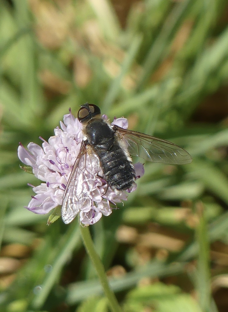 Bee Flies from Dukes Hwy, Cooke Plains, SA, AU on March 29, 2024 at 10: ...