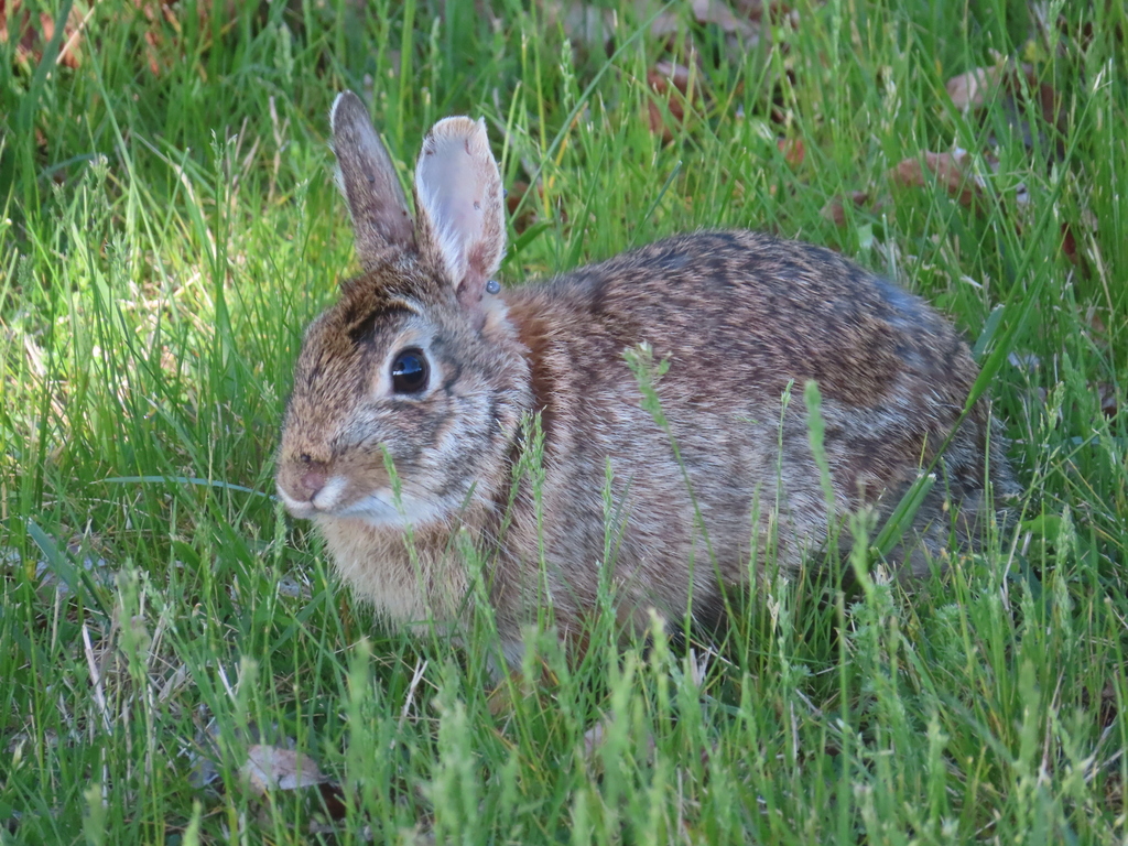 Eastern Cottontail from Severn, MD, USA on April 22, 2024 at 08:50 AM ...