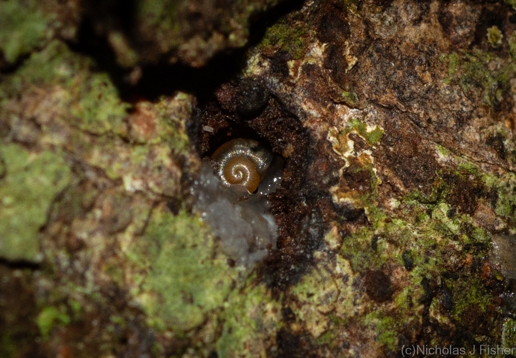 Charopidae from Tamborine Mountain QLD 4272, Australia on April 1, 2024 ...