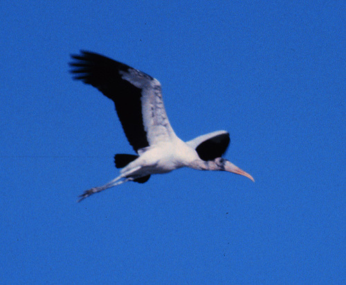Wood Stork (Aves of Bexar County Texas) · iNaturalist