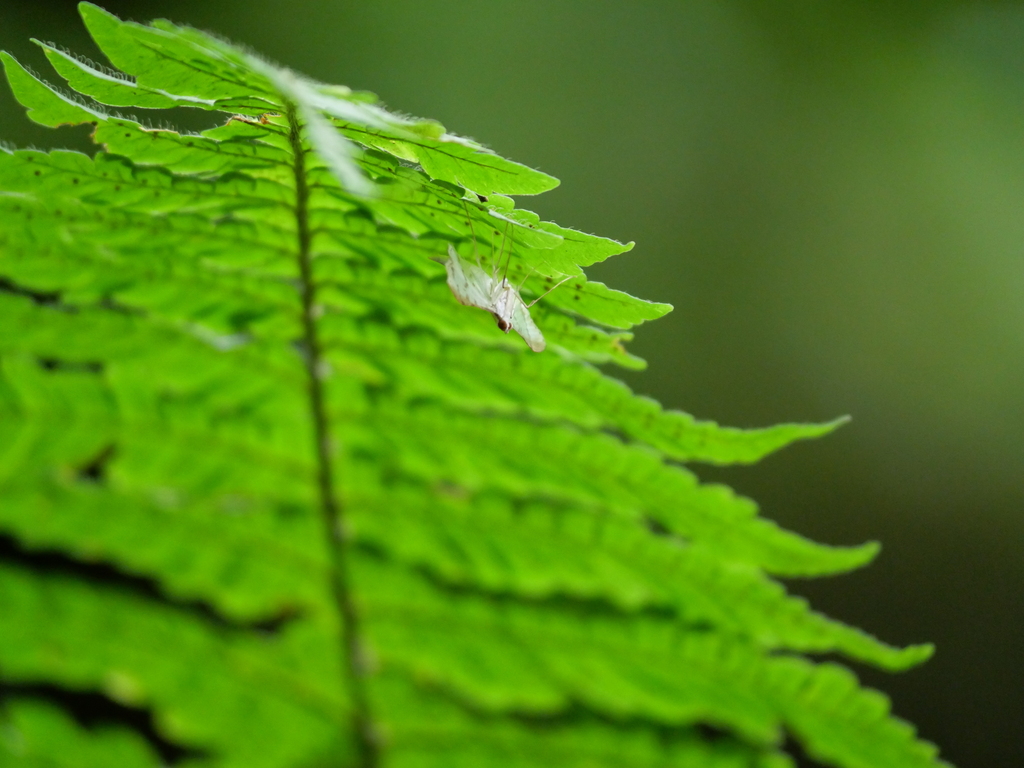 Leuciris from Alajuela Province, San Carlos, Costa Rica on March 22 ...