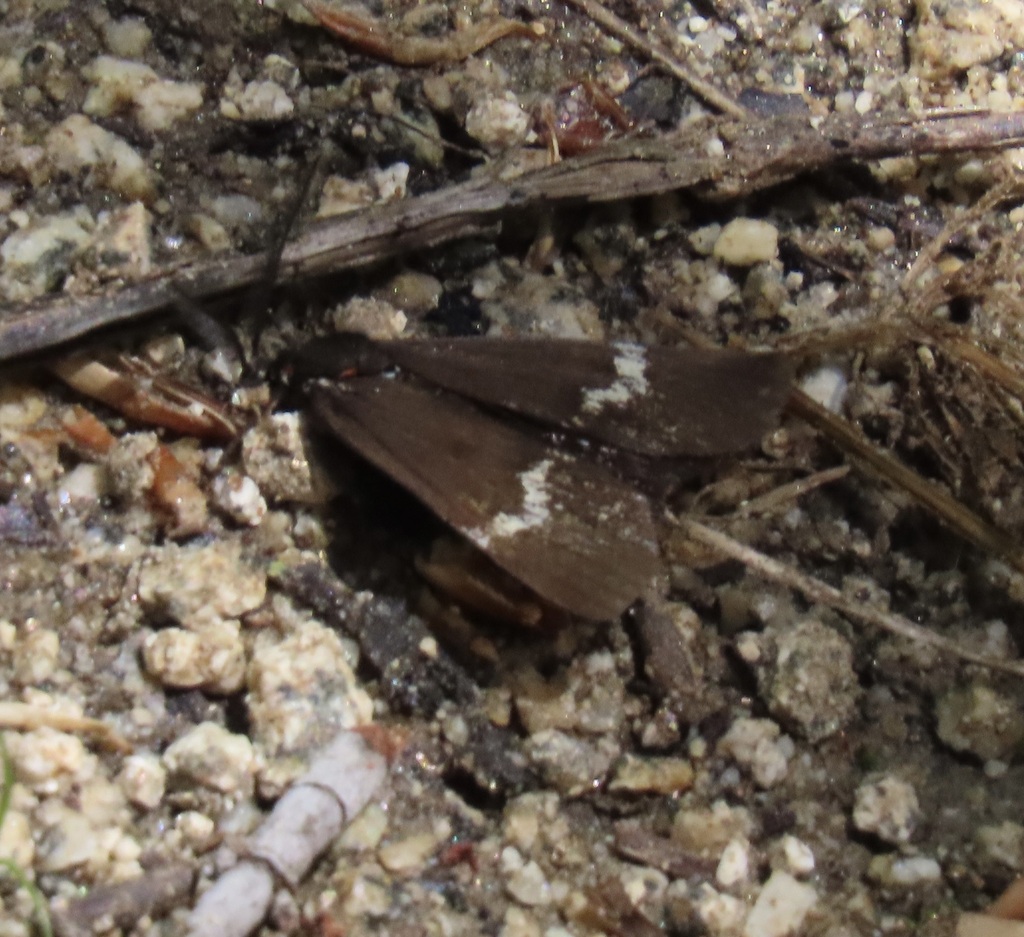 California Tiger Moth from El Dorado County, CA, USA on April 19, 2024 ...