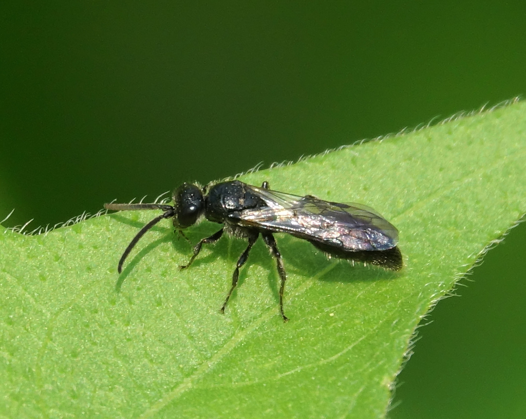Tiphiid Flower Wasps from Karlyle Woods on April 21, 2024 at 03:31 PM ...