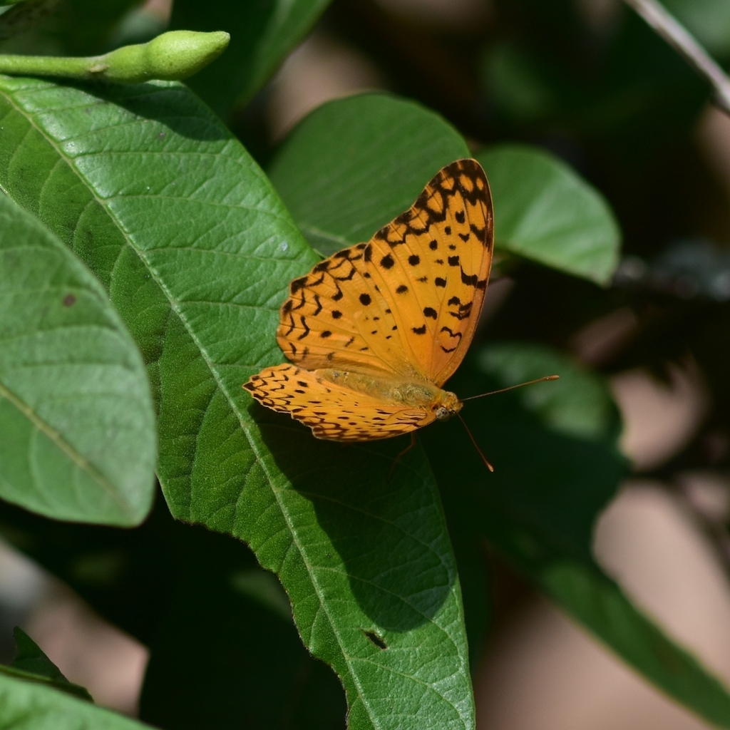Common Leopard from 33Q5+HRC, Nullatanni, Munnar, Kannan Devan Hills ...