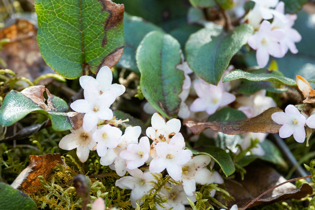 trailing arbutus from Allegany County, MD, USA on April 13, 2024 at 01: ...