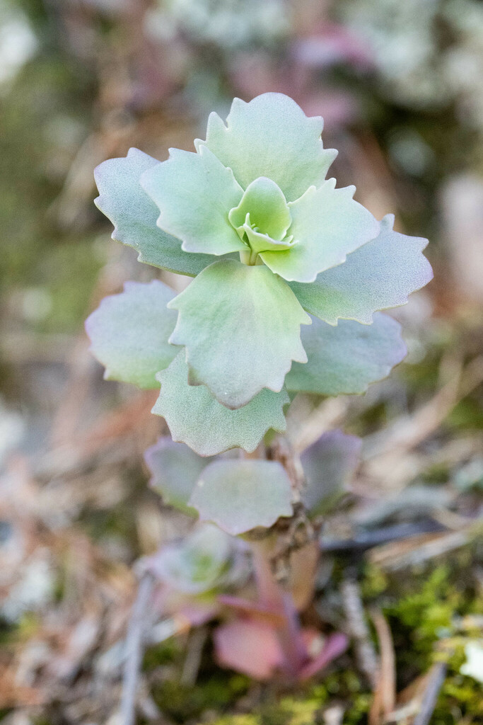 Allegheny stonecrop from Allegany County, MD, USA on April 13, 2024 at ...