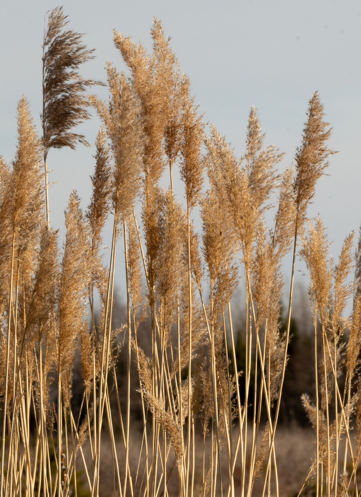 common reed from L'Île-Siscoe, Val-d'Or, QC J0Y, Canada on April 22 ...