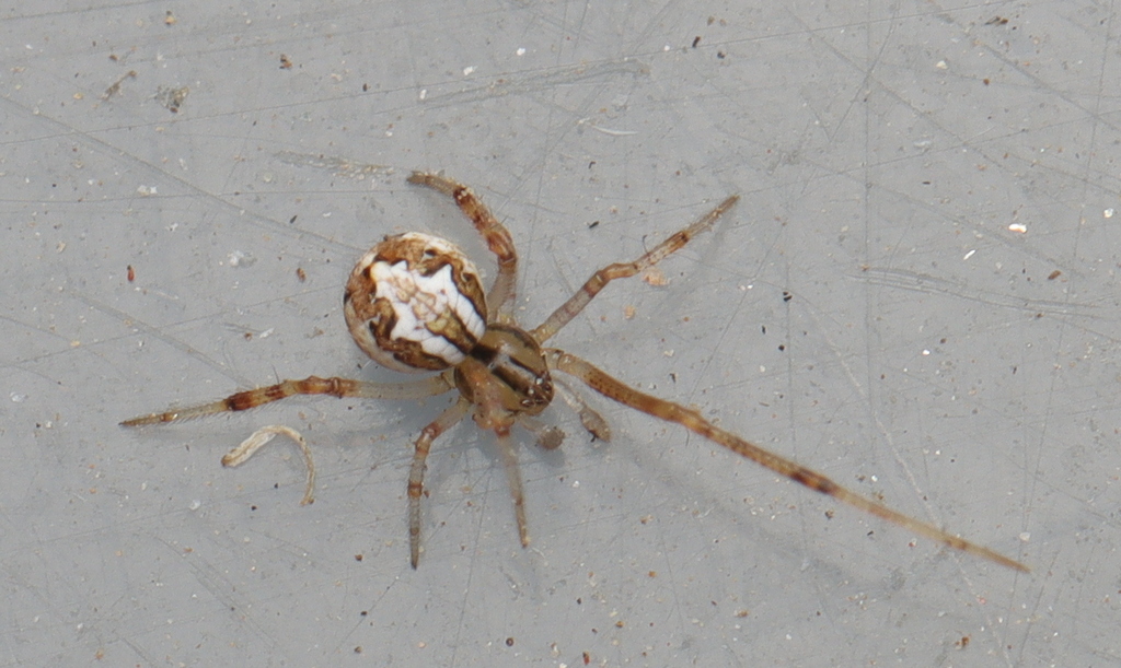 Chrysso from Riebeek West, South Africa on April 22, 2024 at 05:09 PM ...