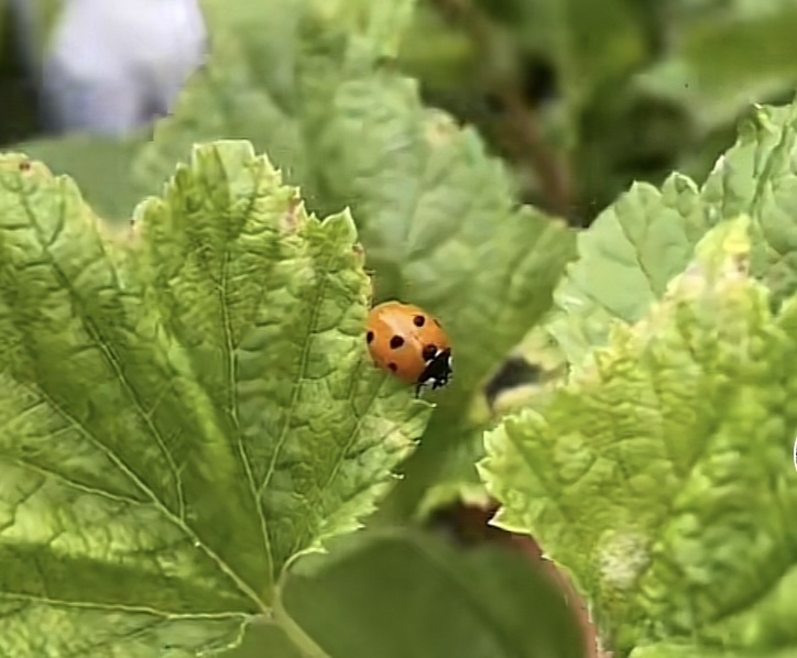 Seven-spotted Lady Beetle from UCR Botanic Gardens, Riverside, CA, US ...