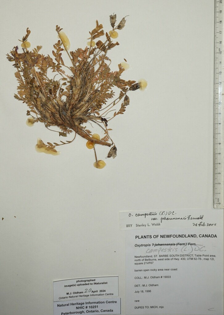 Saint John River locoweed from Canada, Newfoundland, St. Barbe South ...