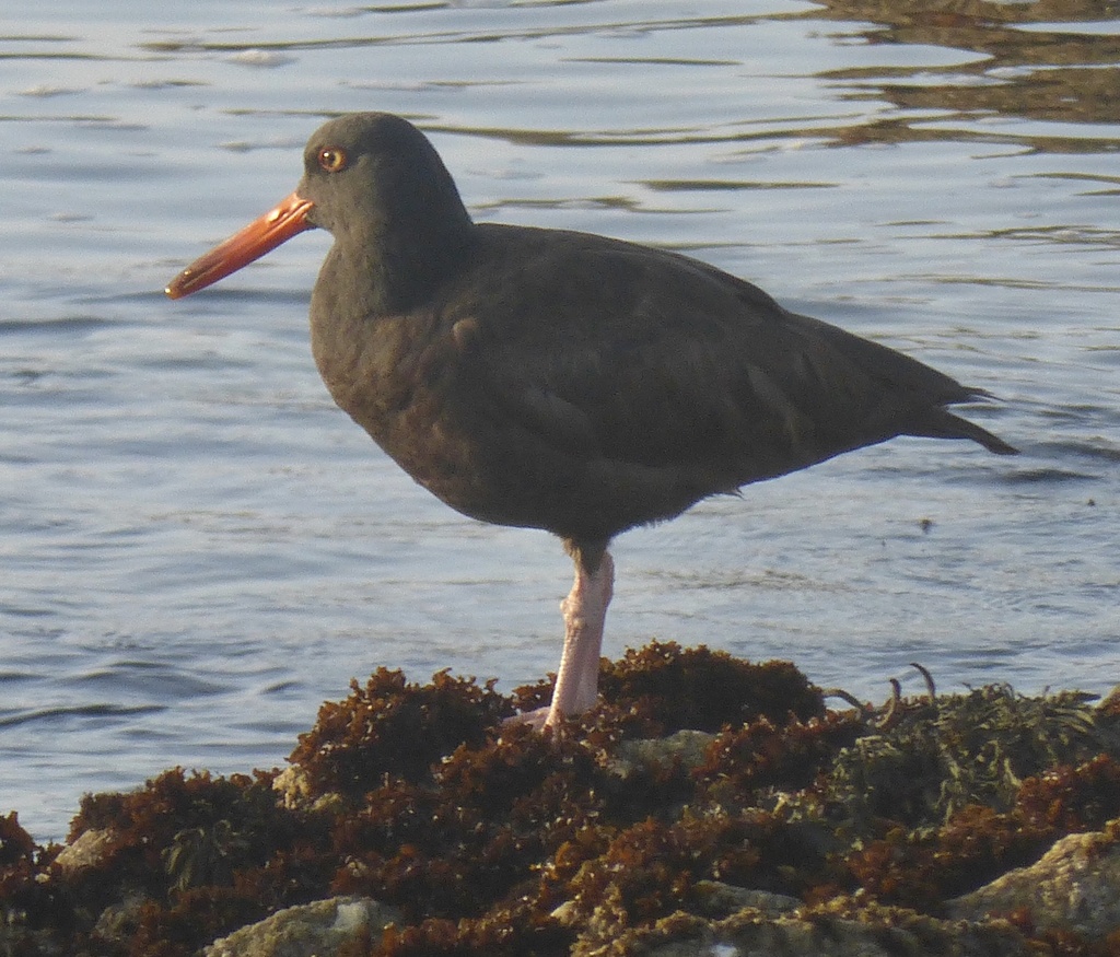 Black Oystercatcher from 17 Mile Dr, Pebble Beach, CA, US on April 22 ...