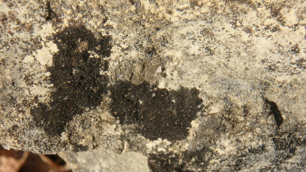 Verrucariaceae from Brown County, WI, USA on April 21, 2024 at 11:42 AM ...