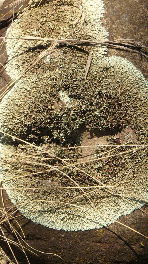 Cumberland Rock Shield from Brown County, WI, USA on April 21, 2024 at ...