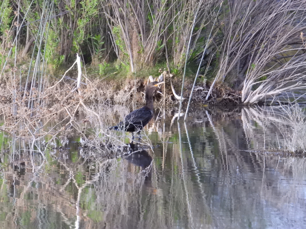 Cormorán Neotropical desde Cuencamé, Dgo., México el 28 de marzo de ...