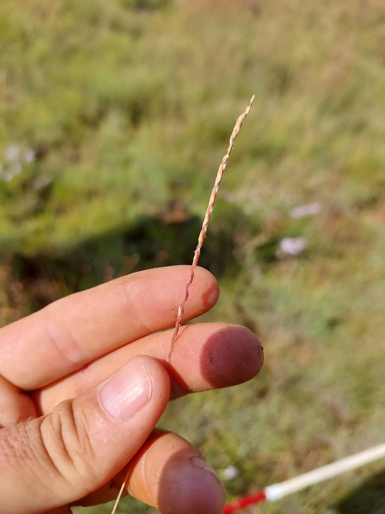 One-finger Grass from Ehlanzeni District Municipality, South Africa on ...