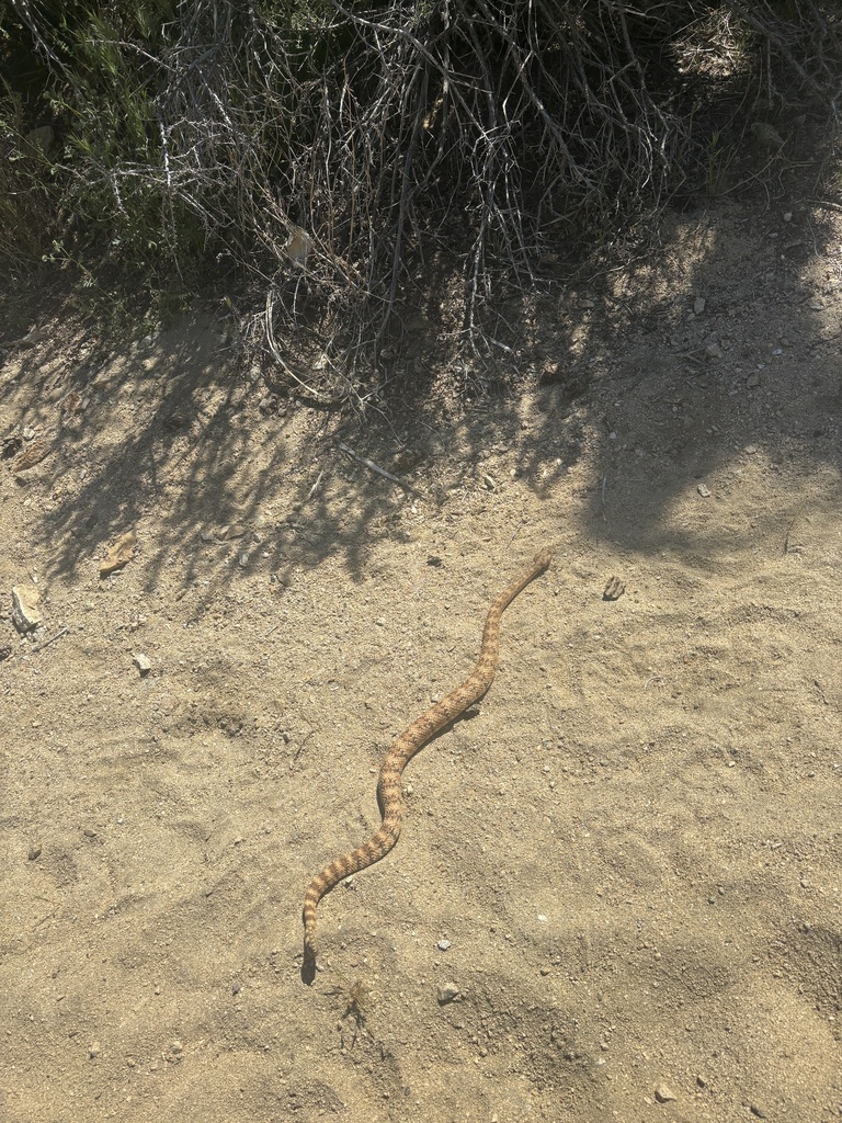 Southwestern Speckled Rattlesnake from Joshua Tree National Park, Yucca ...