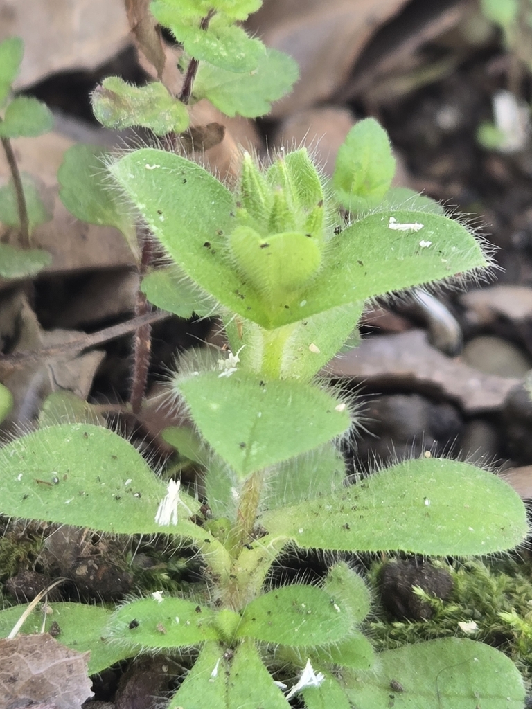 Sticky mouse-ear chickweed from Erie, PA 16504, USA on April 22, 2024 ...