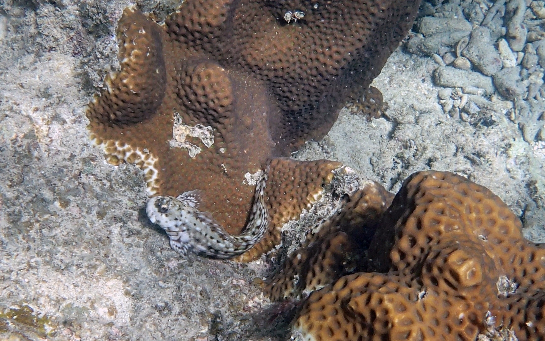 Entomacrodus decussatus (Bleeker, 1858)