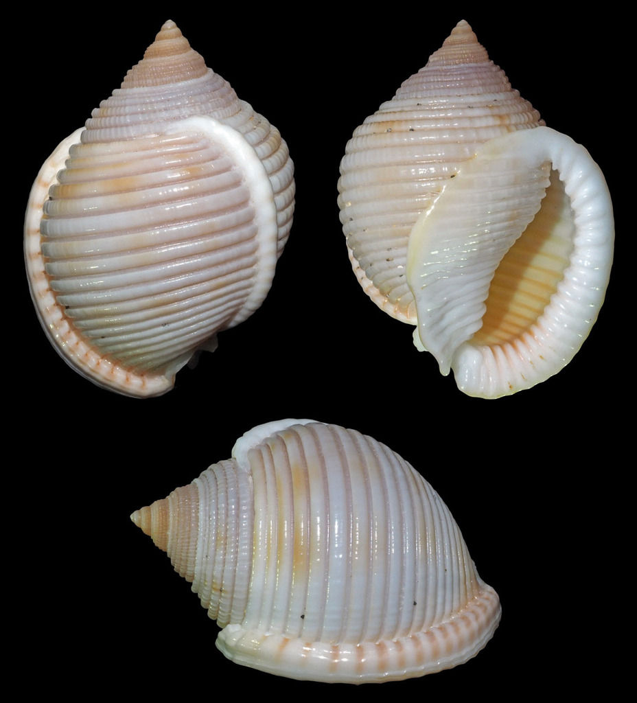 Hawaiian bonnet snail (Gastropods of the United States Pt.1) · iNaturalist