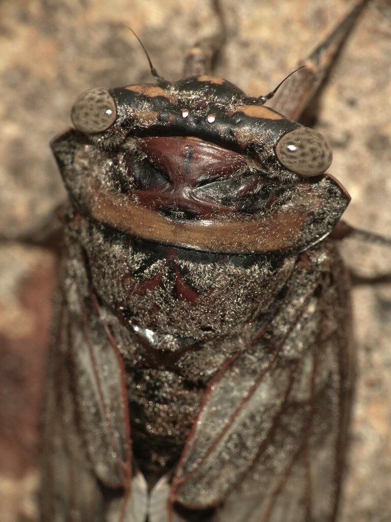Platypleura capitata from BNHS CEC on April 21, 2024 at 03:27 PM by ...