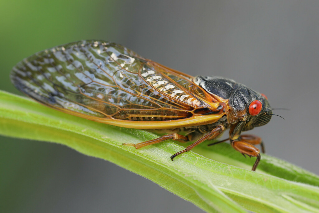 Riley's 13-Year Cicada in April 2024 by Patrick Coin. Riley's 13-year ...