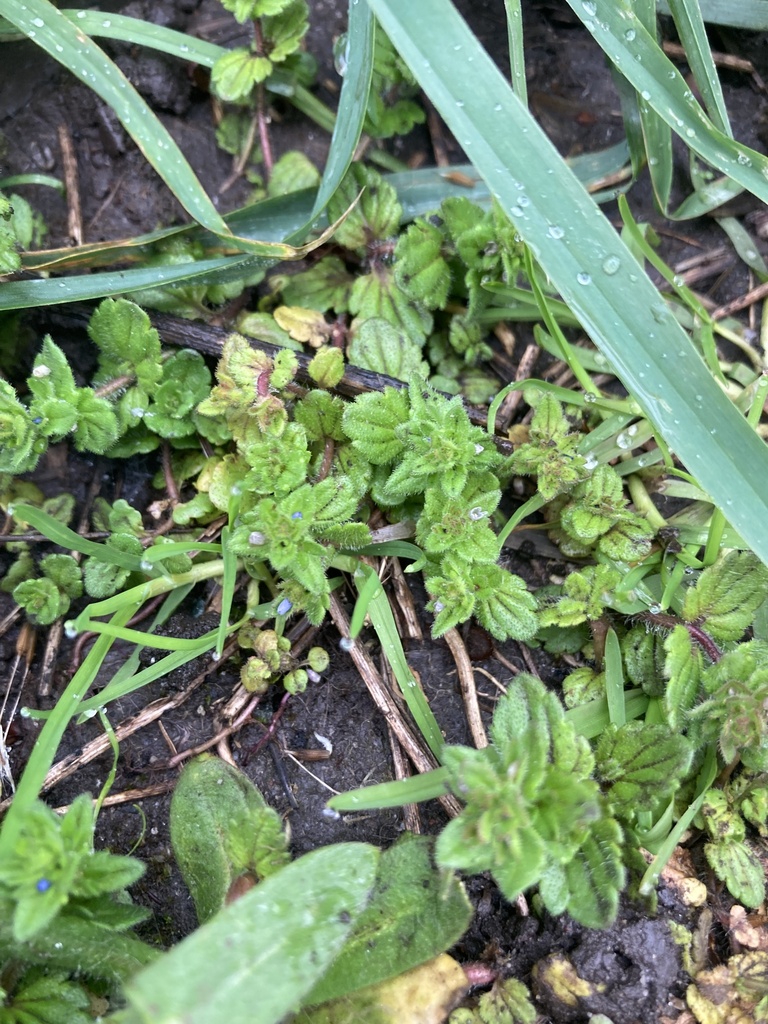 corn speedwell from Addison Close, Manchester, England, GB on April 22 ...