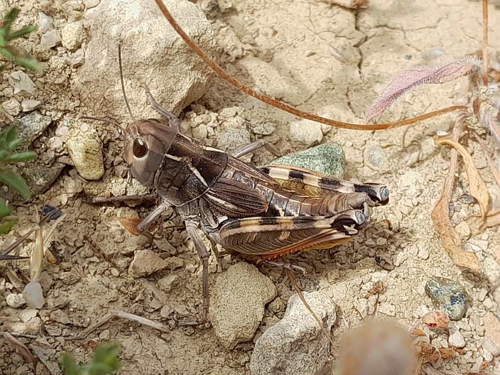 Turkish Banded Grasshopper from Άγιος Φωκάς Πετρέλαια, Kos 853 00 ...
