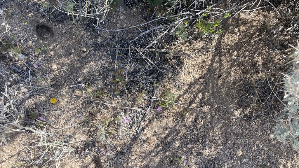 Long-nosed Leopard Lizard from Joshua Tree National Park, Joshua Tree ...