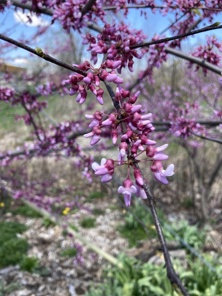 eastern redbud from 18 Mile Rd, Clinton Township, MI, US on April 22 ...