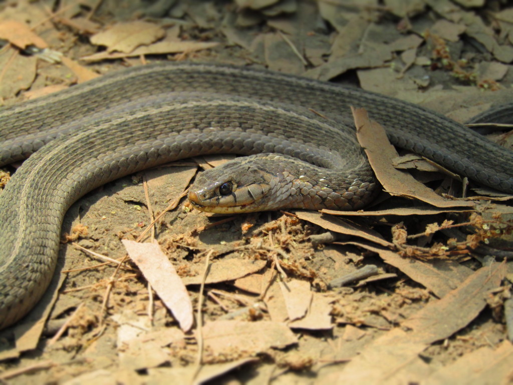 Longtail Alpine Garter Snake from Tláhuac, CDMX, México on April 21 ...