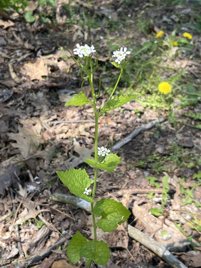 garlic mustard from Deanne St, Huntingdon, PA, US on April 22, 2024 at ...