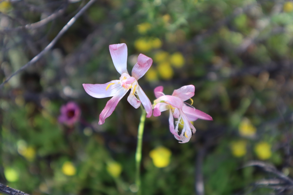 Renoster Eveninglily from Namakwa District Municipality, South Africa ...