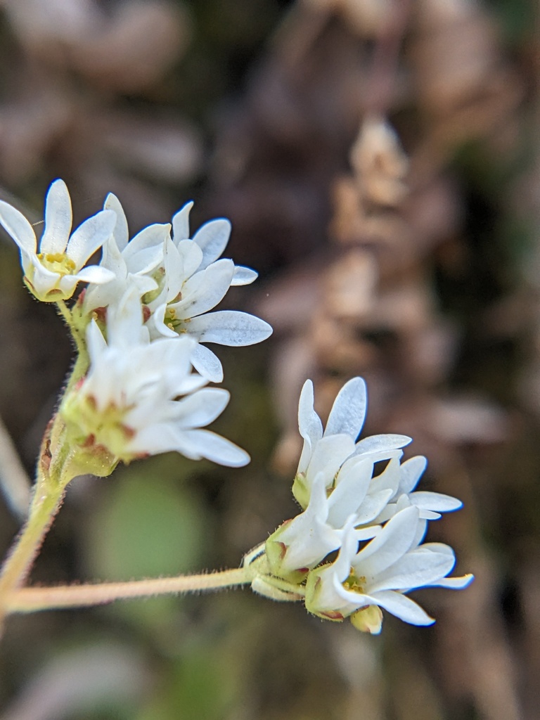 Virginia saxifrage from Red Run Valley Trail - Run Blvd Entrance ...