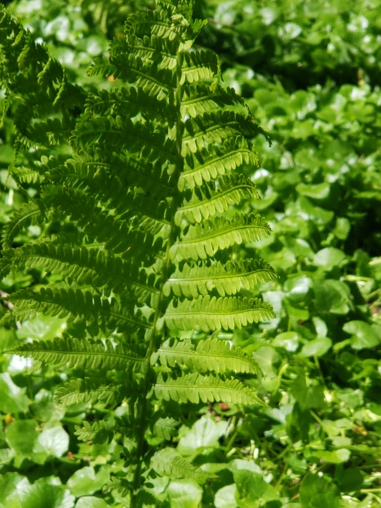 ostrich fern from Hunt Valley, MD 21030, USA on April 22, 2024 at 02:30 ...