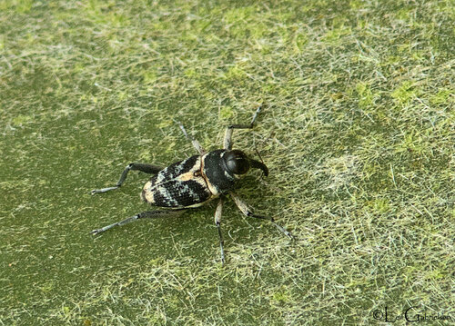 Phylaitis v-alba · iNaturalist