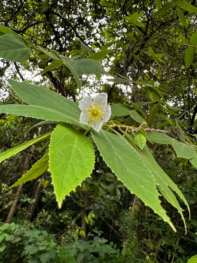 calabur tree from Julio Enrique Monagas National Park, Bayamón, Puerto ...
