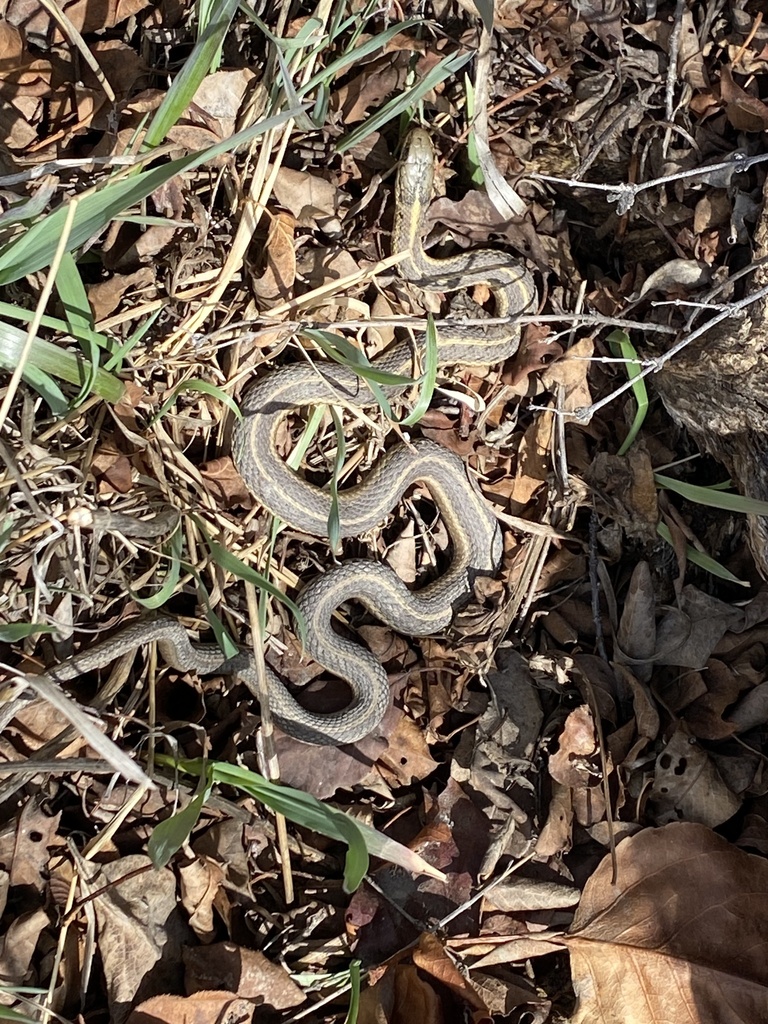 Wandering Garter Snake from Fish Creek Park, Calgary, AB, CA on April ...