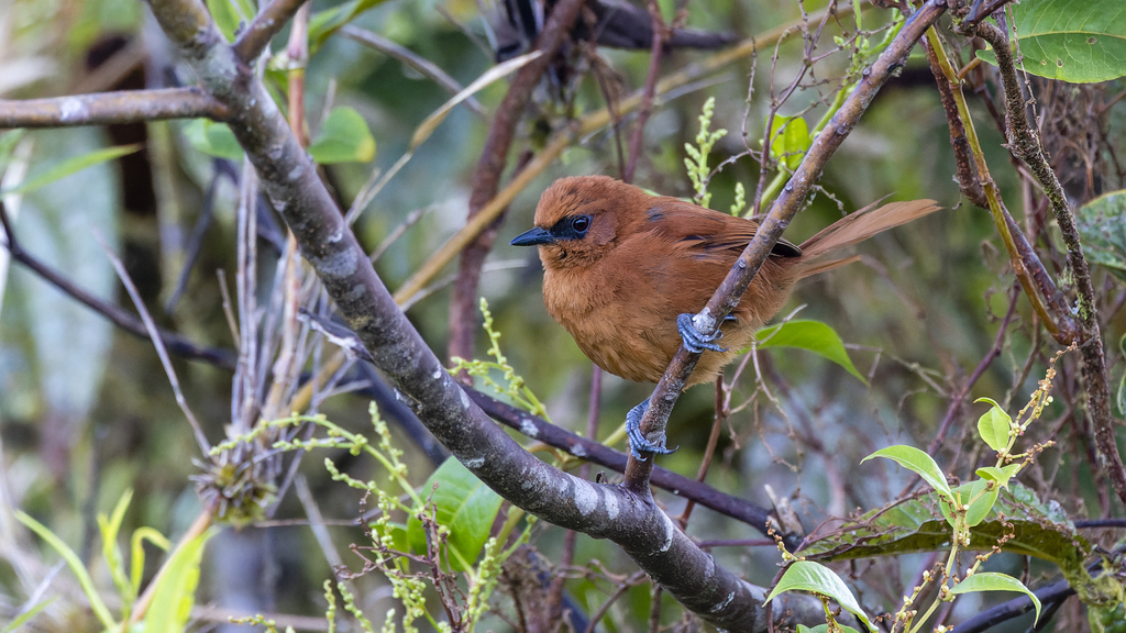 Rufous Spinetail from Villa Claret, Departamento de Risaralda, Colombia ...