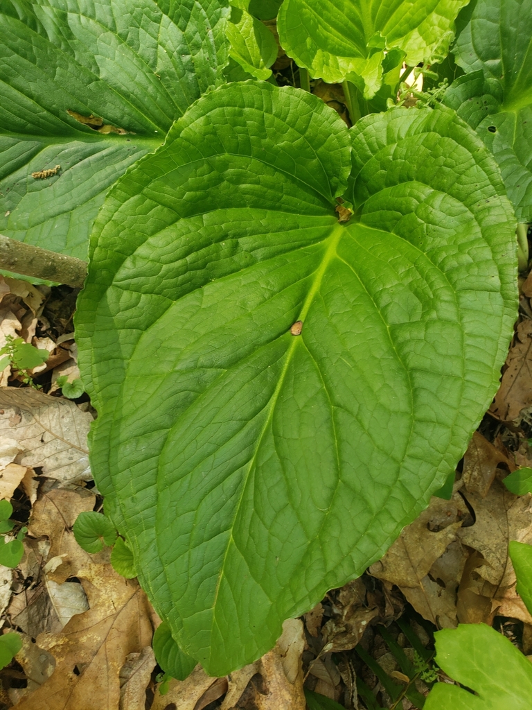 Eastern Skunk Cabbage from Hunt Valley, MD 21030, USA on April 22, 2024 ...