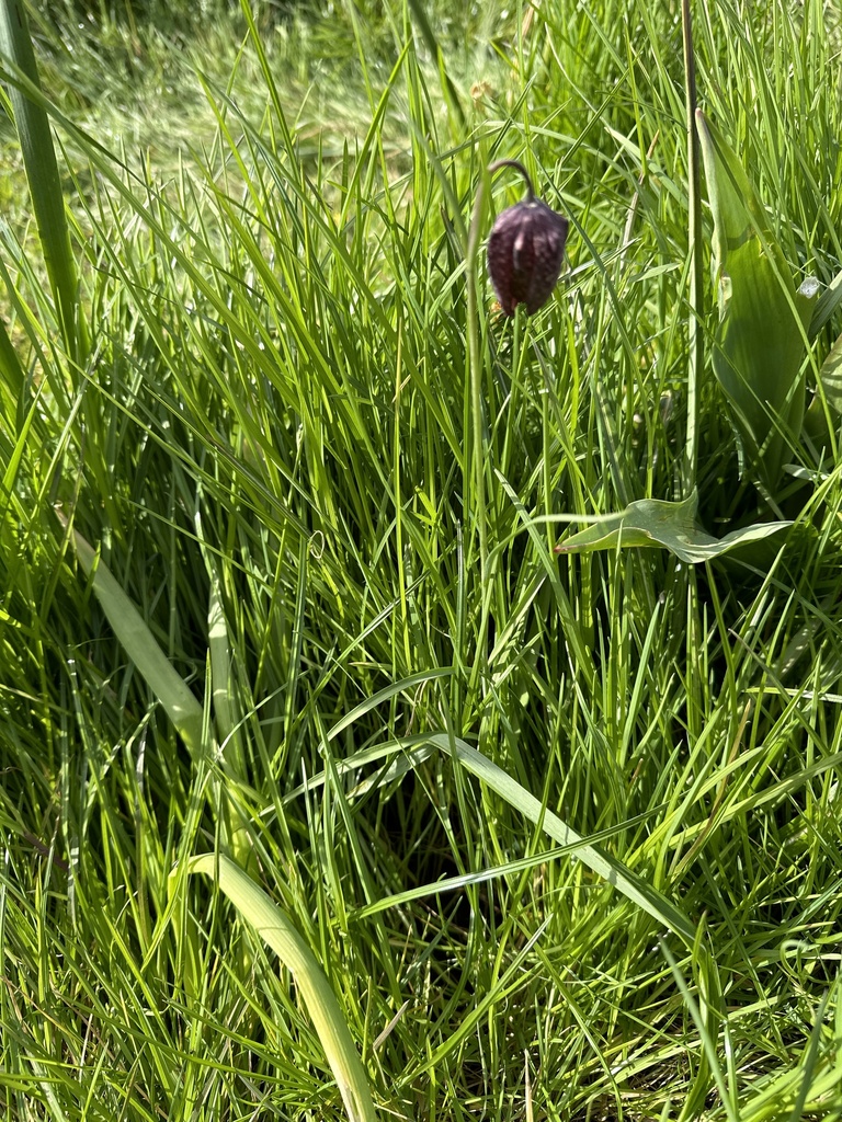 snake's-head fritillary in April 2024 by Charles Joynson · iNaturalist